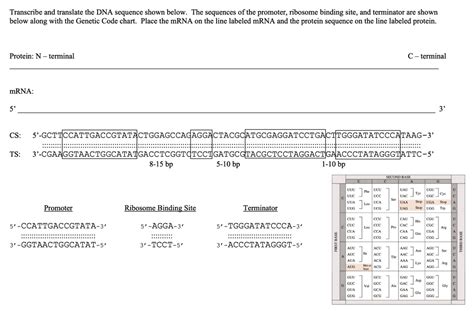 Transcribe And Translate The Dna Sequence Shown Below The Sequences Of