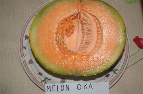 Le Melon Oka Potagers Dantan