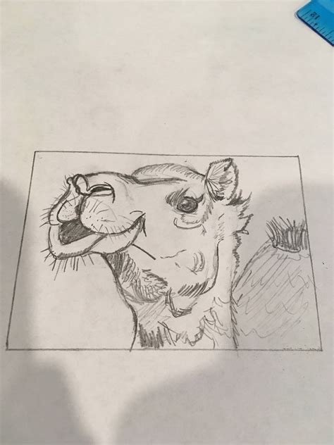 Camel Album On Imgur Camel Album On Imgur