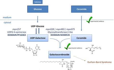 In Vivo Galactocerebroside Biosynthesis Pathway In Mycoplasma