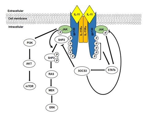 Il 11 Signalling Pathway Upon The Formation Of The Hexameric Complex