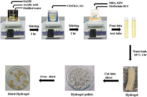 Demonstration Of The Synthesis Of Metformin Hcl Loaded Hydrogels Download Scientific Diagram