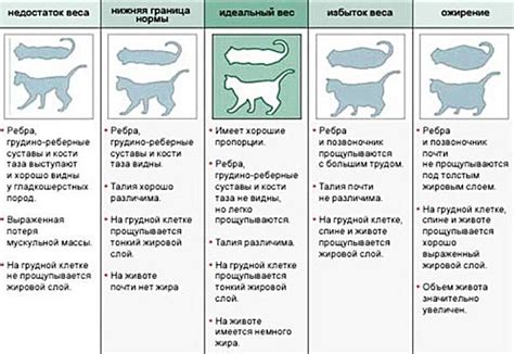Сколько должен весить котенок в 4 месяца