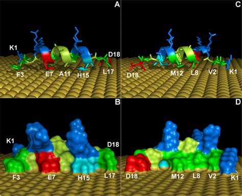 Docking Of Fragment 118 Of Hen Egg Lysozyme Onto The Surface Of A Mos2