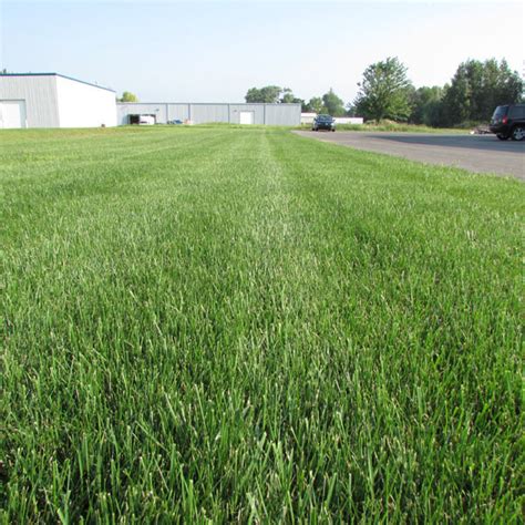 Common Cool Season Turf Types