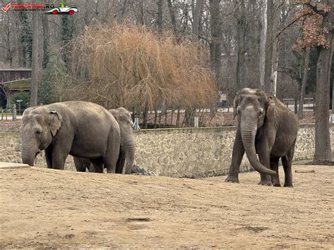 Zoo Nyíregyháza Szabolcs Szatmár Bereg Ungaria Obiective Turistice