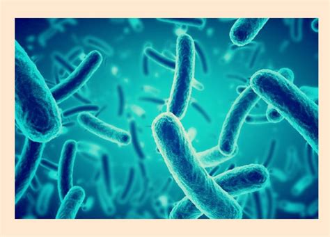 Pengertian Bakteri Definisi Bakteri Cinta Sains Cinta Sains