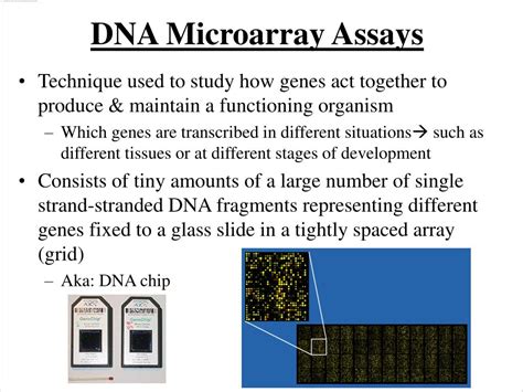 Ppt Dna Microarray Assays Powerpoint Presentation Free Download Id Ppt Dna Microarray Assays Powerpoint Presentation Free Download Id