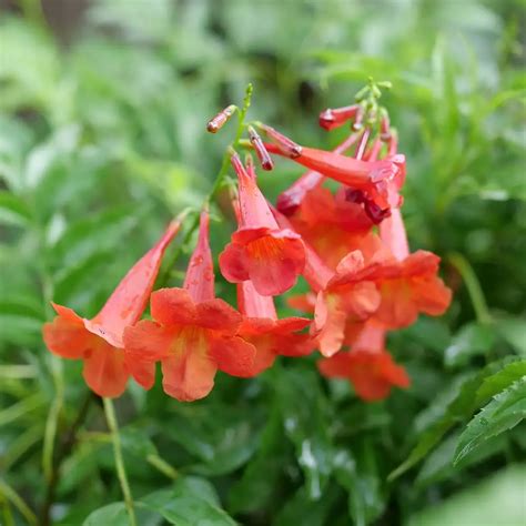 Chicklet Red Tecoma Spring Meadow Wholesale Liners Spring Meadow