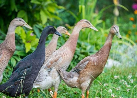Indian Runner Duck Breed Everything You Need To Know