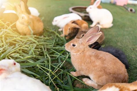 Rabbit In The Garden At Farm Animal Concept Stock Image Image Of
