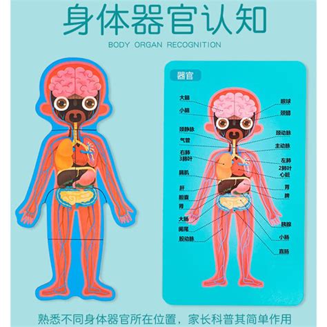 Body Structure Puzzle Girl T For Toys