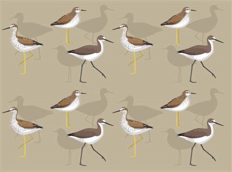 10 Willet Stock Illustrations Royalty Free Vector Graphics And Clip Art