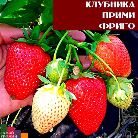 Клубника Прими, фриго - Продажа саженцев оптом и в розницу