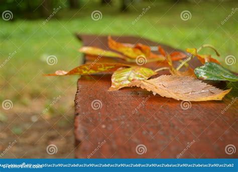Yellow Fallen Leaf On A Board Wet From The Rain Stock Image Image Of