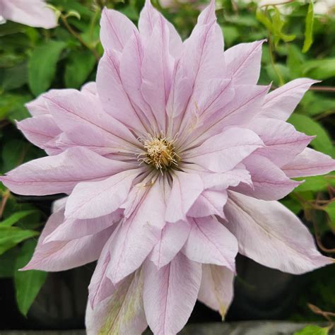 Clematis X Violet Elizabeth Guildford Garden Centre