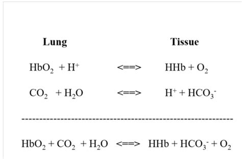 Biochem Hemoglobin And Myoglobin Flashcards Quizlet