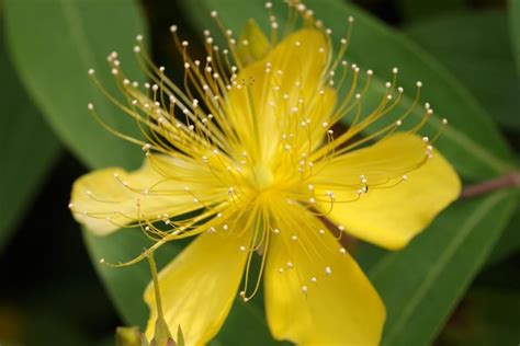 Hypericum Monogynum Como Plantar