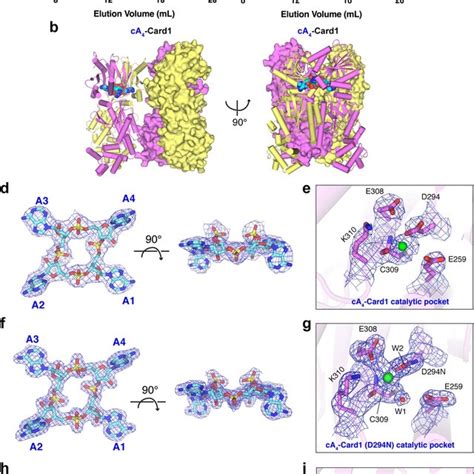 Energetics Of Binding Of Cyclic Oligoadenylates To Dimeric Card1 And Download Scientific