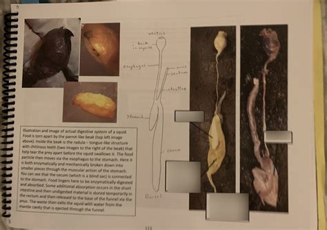Squid Dissected Digestive System Diagram Quizlet