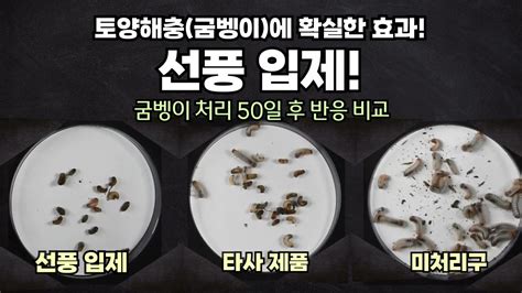 확실한 토양 해충 박멸 효과 굼벵이 방제 걱정 이제 끝내세요 Youtube