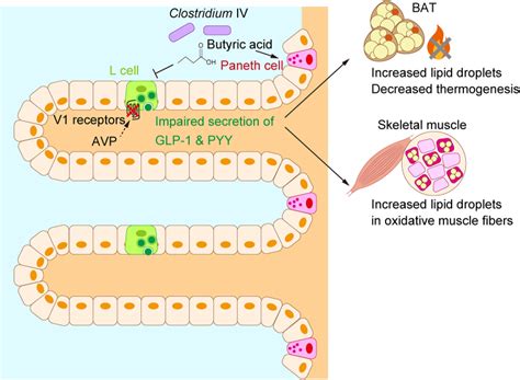 Intestinal Butyric Acid Mediated Disruption Of Gut Hormone Secretion