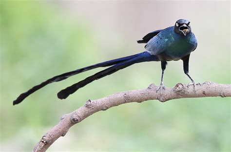 Long Tailed Starling Aplonis Magna Photo Call And Song