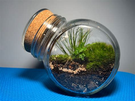 Dovecote Missions Ts Dovecote Missions