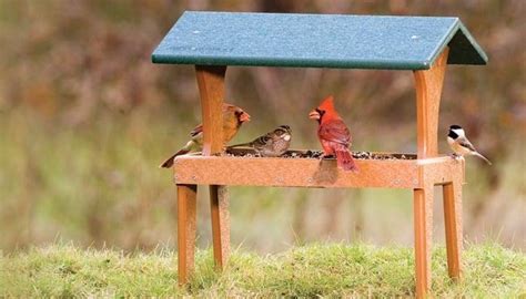 5 Must Have Ground Bird Feeders For Your Garden