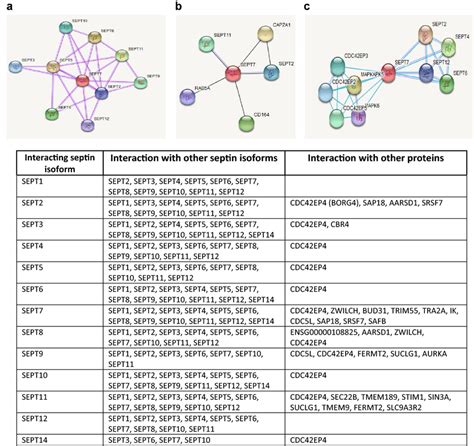 Interacting Proteins With Sept7 According The Functional Protein