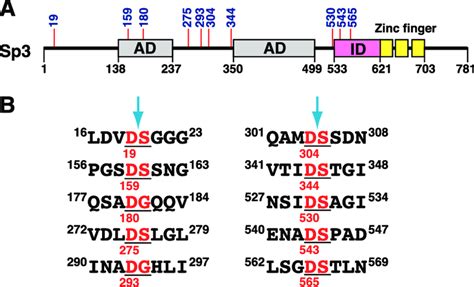 potential caspase cleavage sites in sp3 a schematic diagram of the