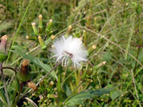 Fnote030917img0013 考える野帖