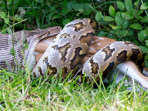 Python Eats Too Much