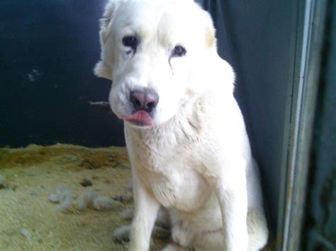 Бездомные животные фото картинки и рисунки на рабочий стол бесплатно