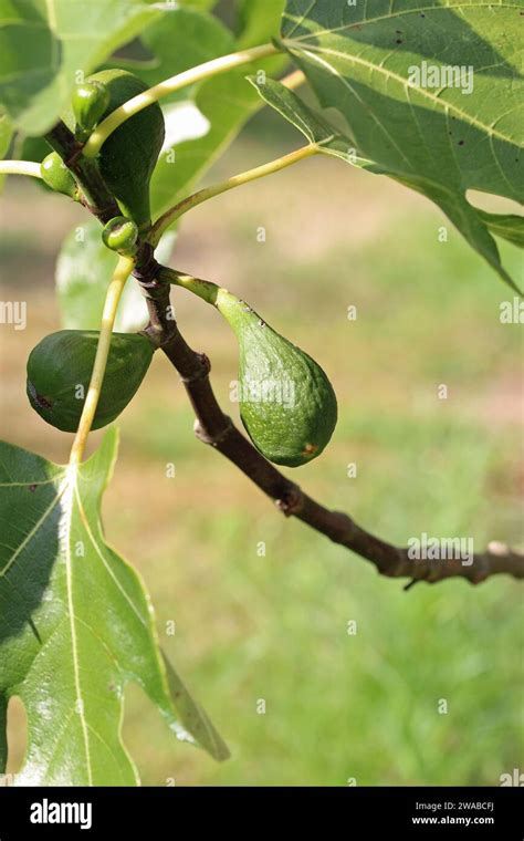 Ripening Figs Ficus Carica On A Tree With A Background Of Blurred