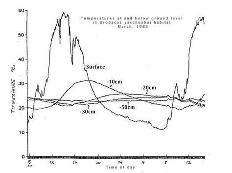 The Spiral Burrow Australian Scorpions