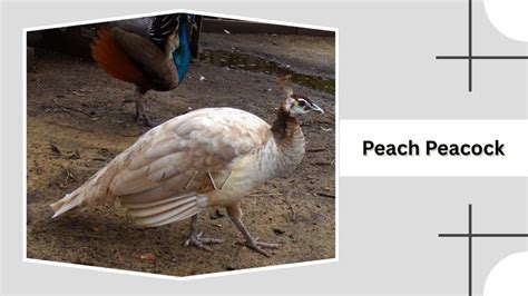 27 Types Of Peacock Bird Species Identification With Pictures