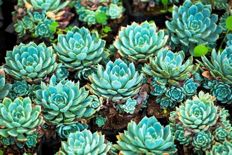 Hens And Chicks Plant Ulitmate Guide To Grow This Succulent