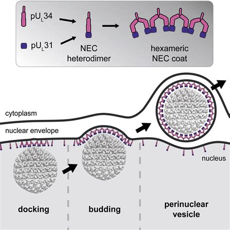 Membrane Vesicles Examples At Edgardo Bowers Blog