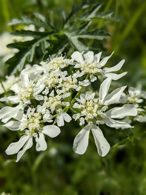 Orlaya Grandiflora Or White Laceflower With White Flowers Stock Image