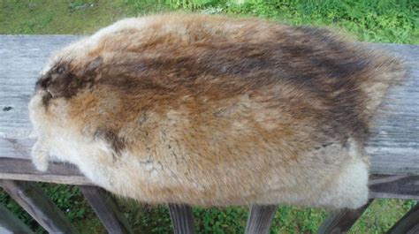 Real Muskrat Muskrat Fur Muskrat Pelt Tanned Pelt Hide Etsy Canada