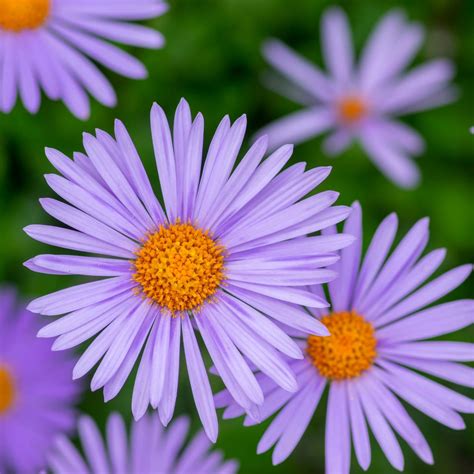 Purple Aster Aster Amellus Mayernik Kitchen