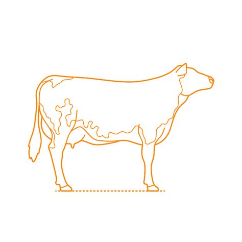 Holstein Friesian Cattle Dimensions Drawings 57 Off