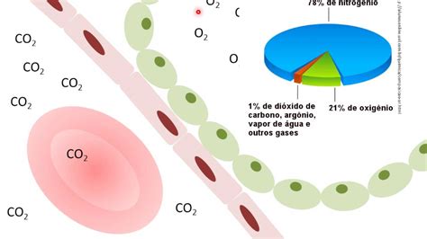 Sistema Respiratório Hematose Youtube