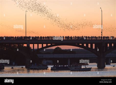 South Congress Bats