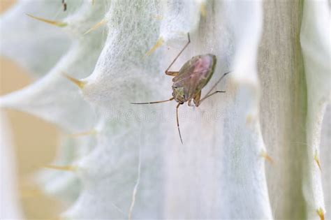 Close Up Of A Green Insect Crawling On The Surface Of A Cactus Plant In A Desert Environment