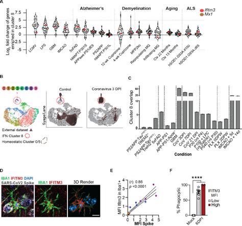 Type I Interferon Responsive Microglia Shape Cortical Development And Behavior Pmc
