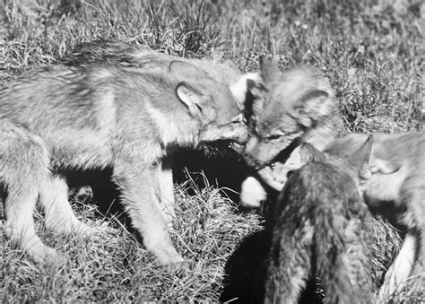 Tundra Wolf Pups By Granger