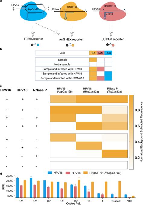 crisprd based multiplex detection of hpv16 hpv18 and rnase p a