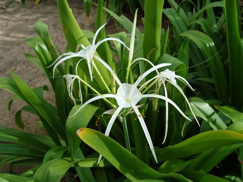 Hymenocallis Festalis Peruvian Daffodil Kame Gardens